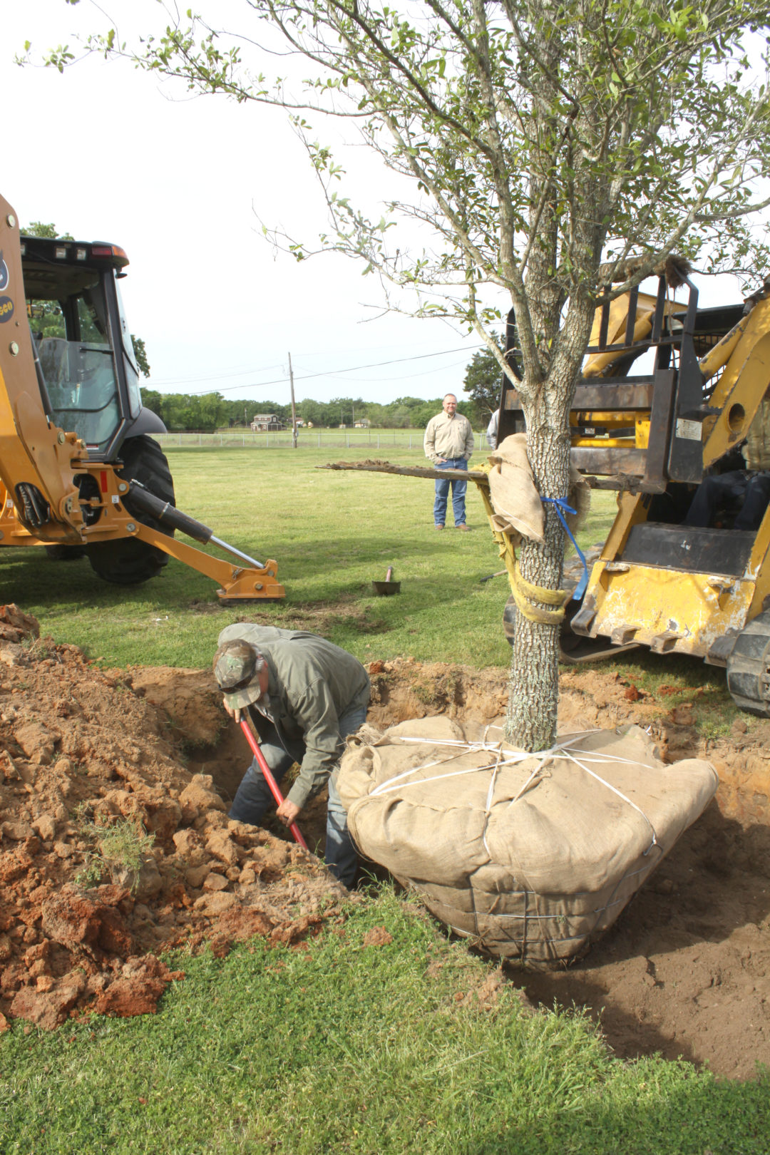 New Shade Tree Planted at Fairgrounds in Fairfield | FCT News
